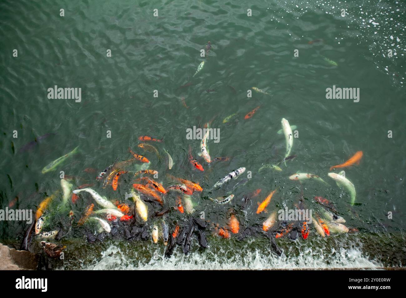 Koi fish swarm at the base of a small waterfall Stock Photo - Alamy