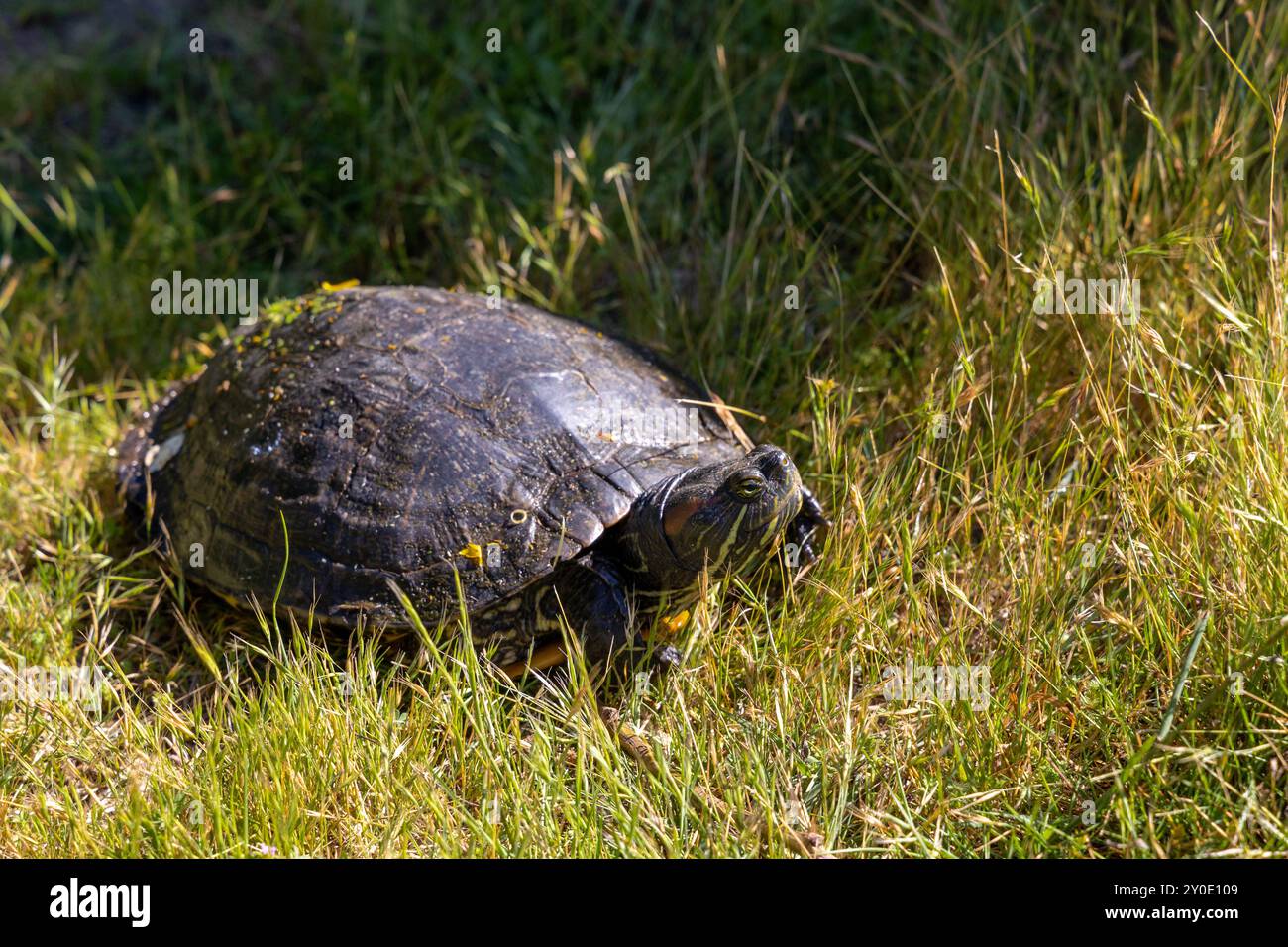 Turtle basking in the sun on grass, surrounded by greenery Stock Photo ...