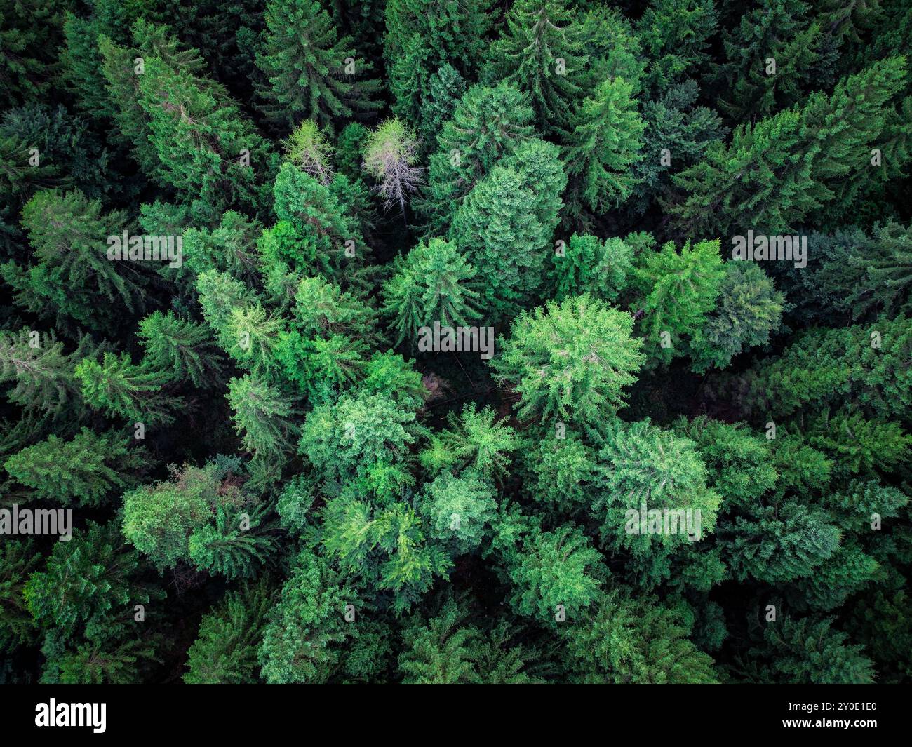 Aerial pine trees alps hi-res stock photography and images - Alamy