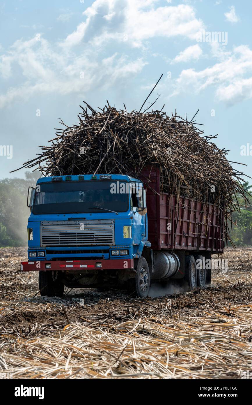 Cultivation of sugarcane where huge areas are cultivated and after ...