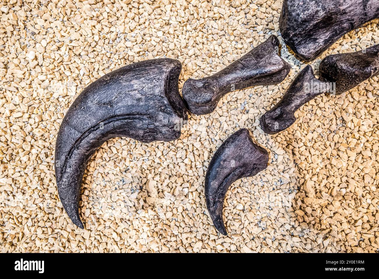 claw, Baryonyx walkeri, spinosaurid theropod, La Rioja Paleontological ...