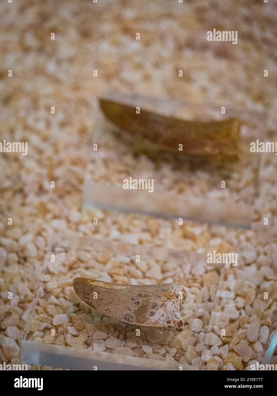 Megalosaurus teeth, Jurassic period, Paleontological Interpretation ...