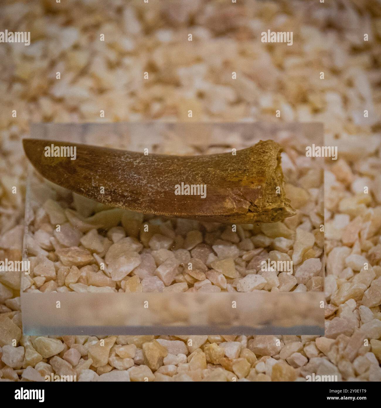 Teeth of megalosaurus hi-res stock photography and images - Alamy