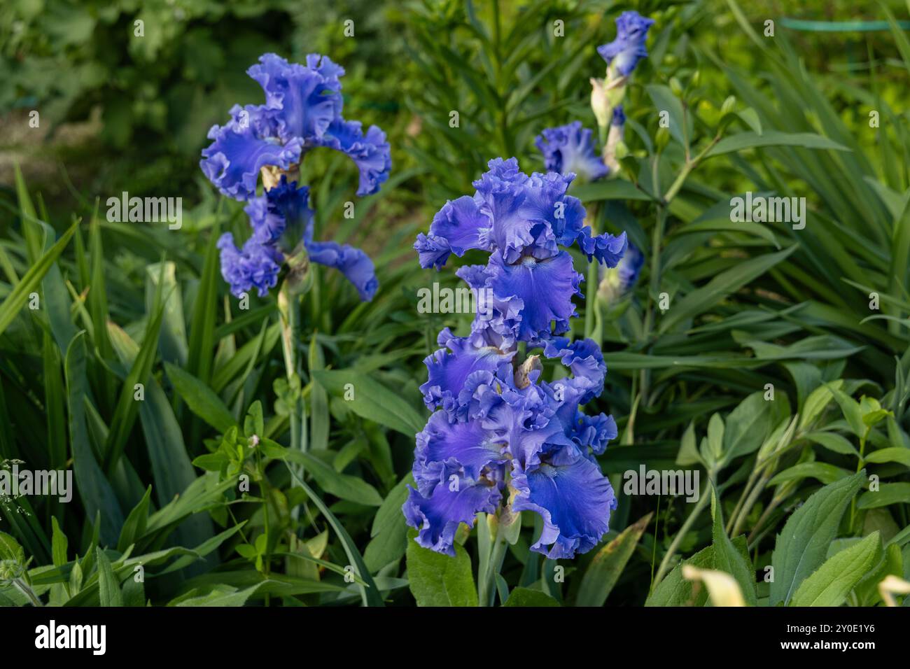 Iris 'BALTIC SEA' is a Tall Bearded Iris with blue flowers Stock Photo ...