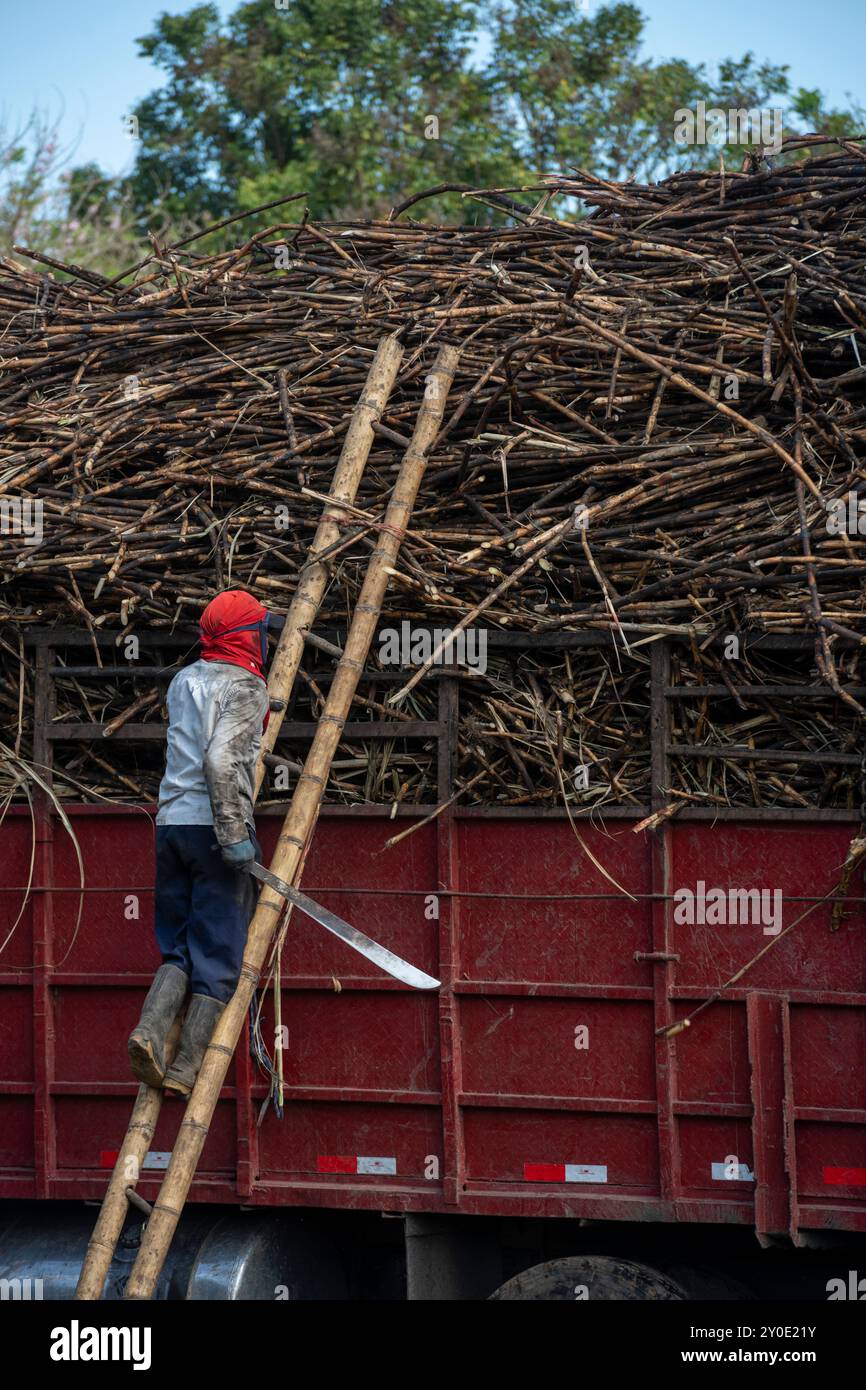 A man harvesting sugar cane in the field, Chiriqui, Panama - stock ...