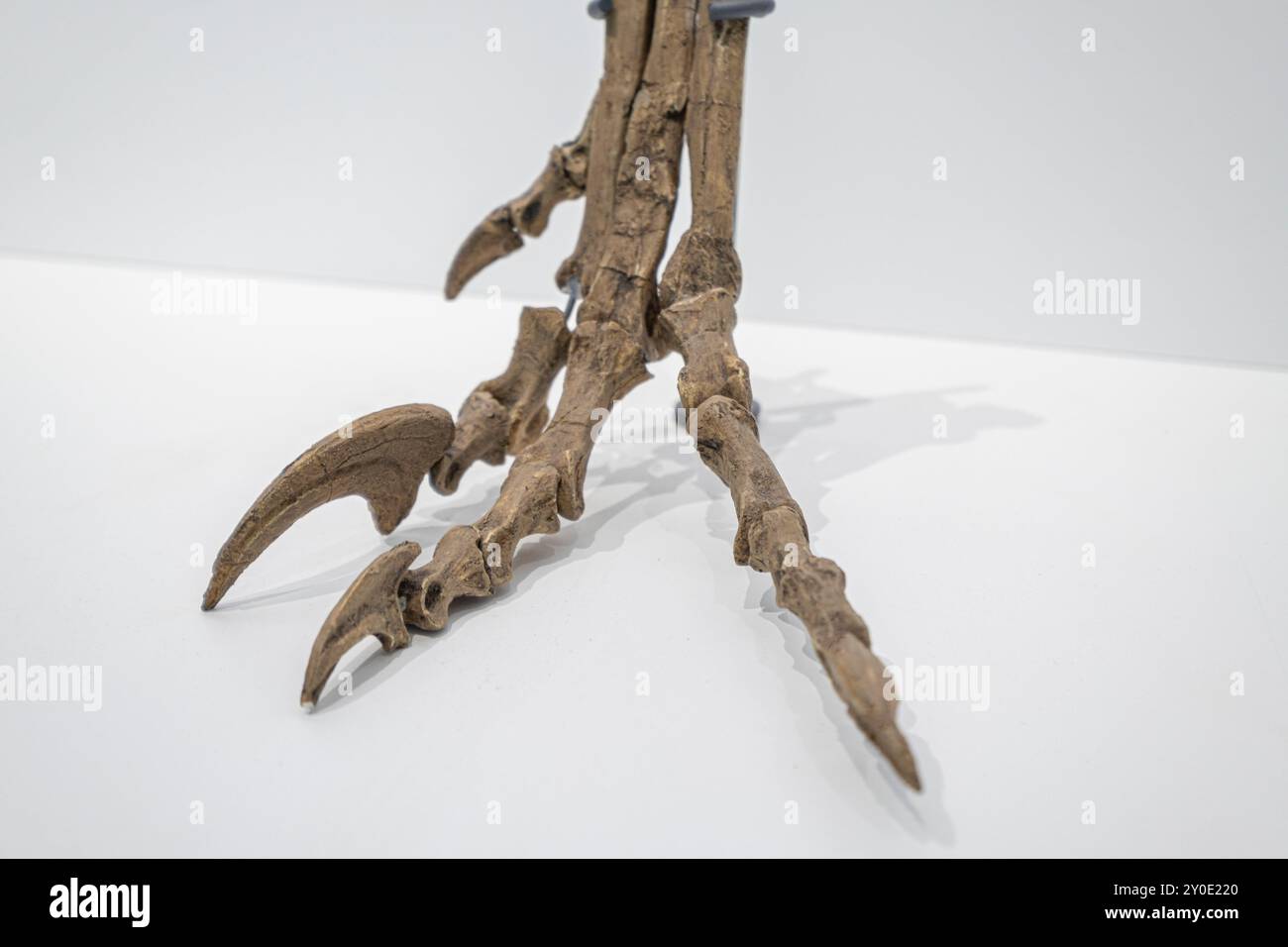 Velociraptor foot, Paleontological Center, Enciso, La Rioja, Spain ...