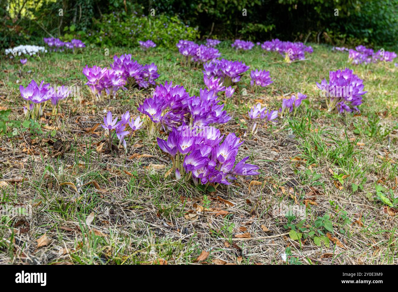 Purple flowers crocuses on hi-res stock photography and images - Alamy