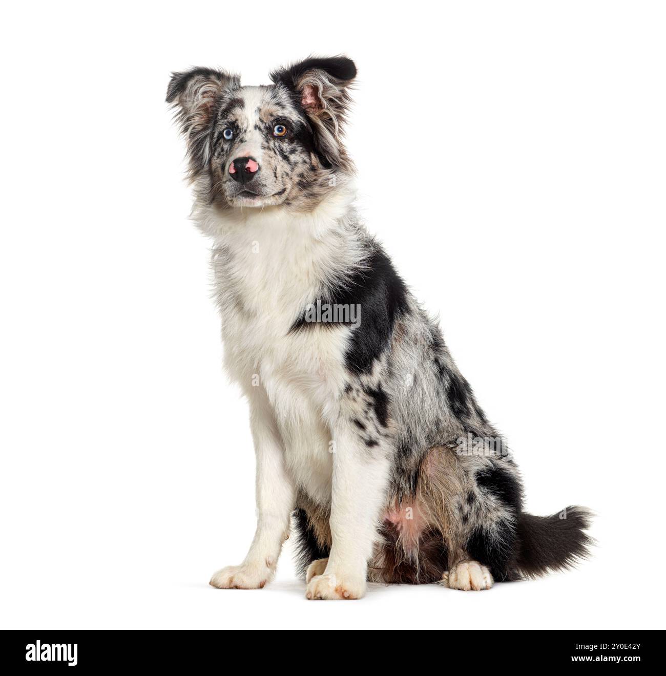Blue merle puppy australian shepherd sitting, looking away up, isolated ...