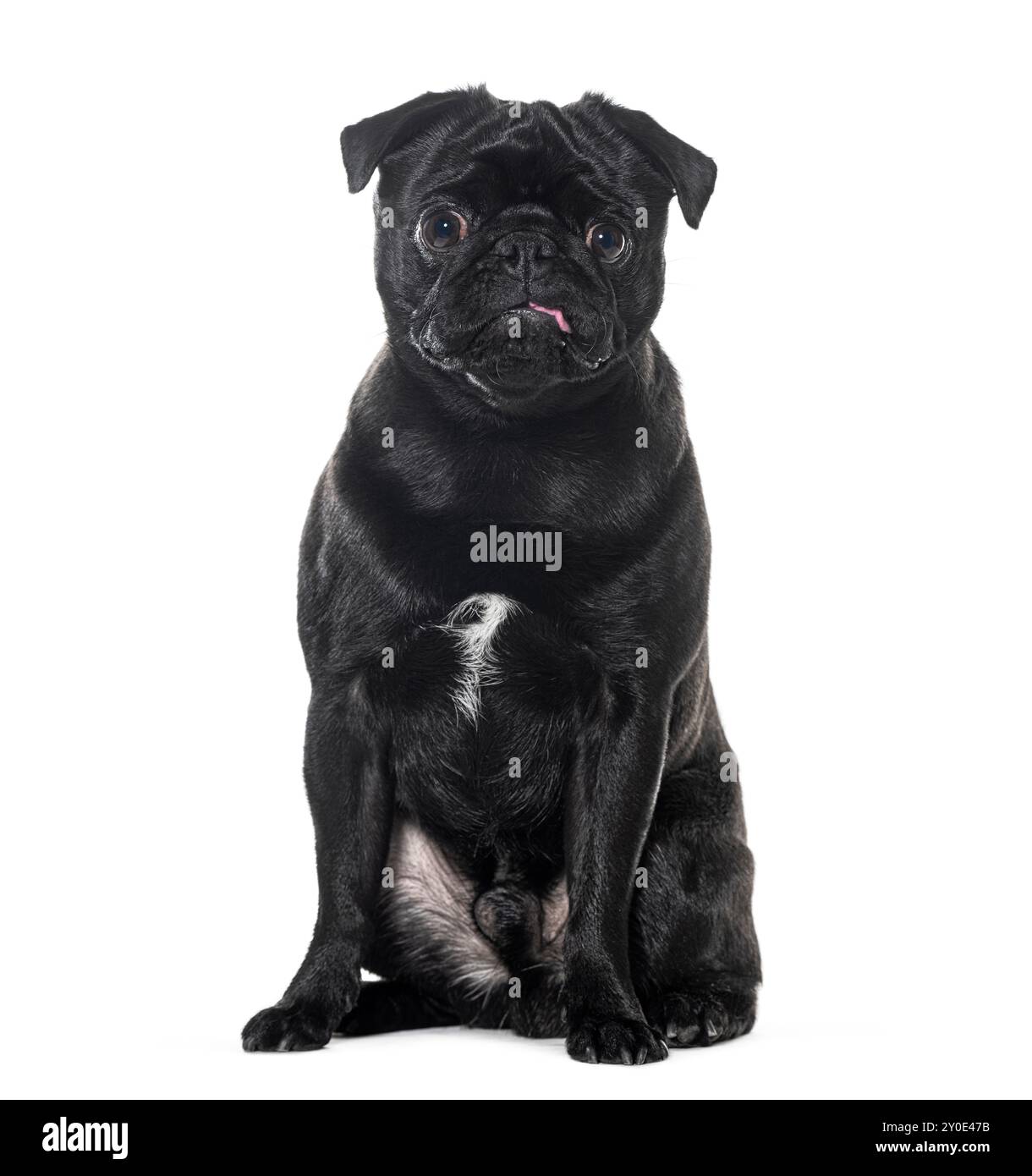 Sitting Black pug looking at the camera with his tongue out of its ...