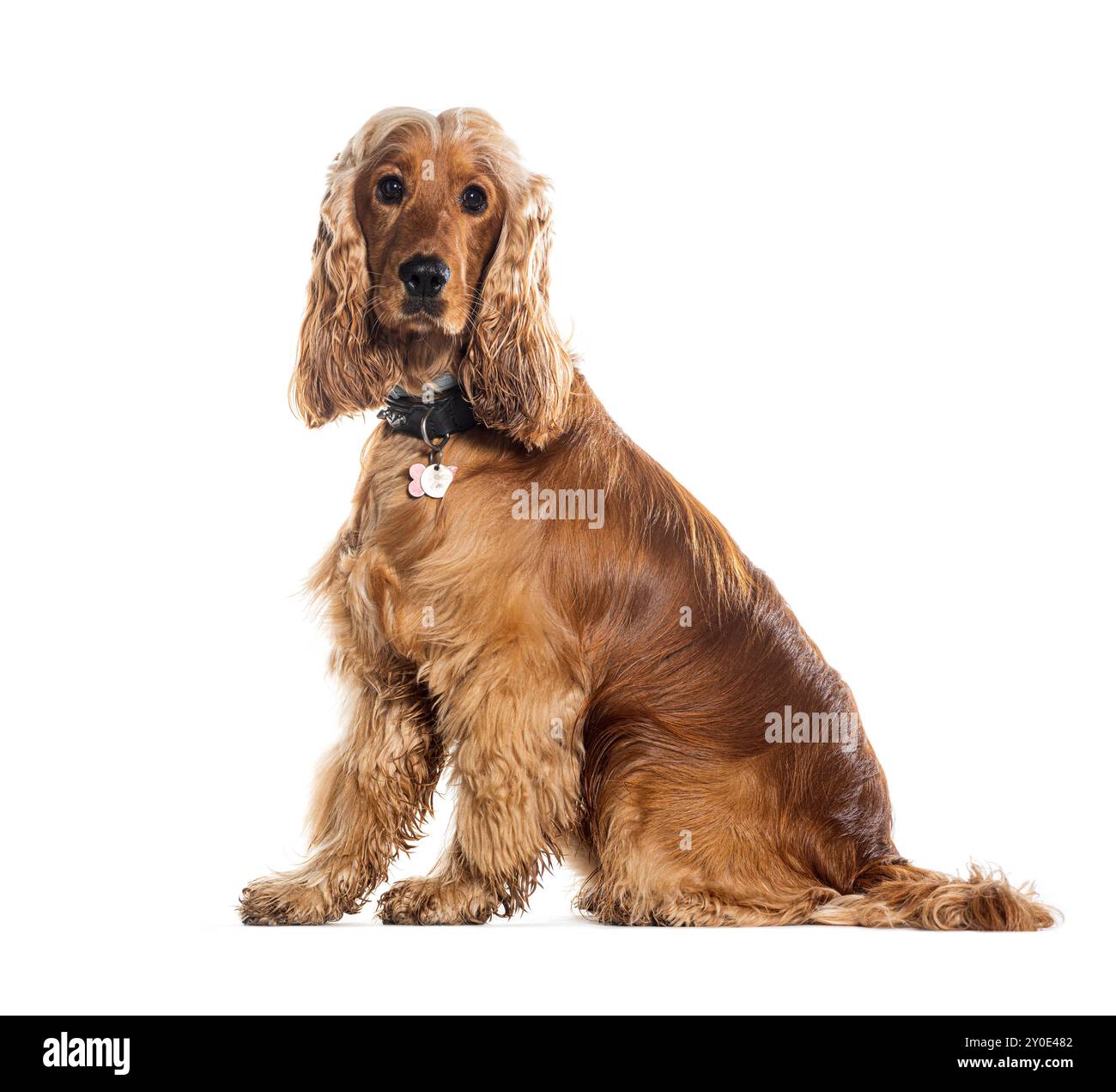Side view of a Cocker sitting, looking at the camera and wearing a ...