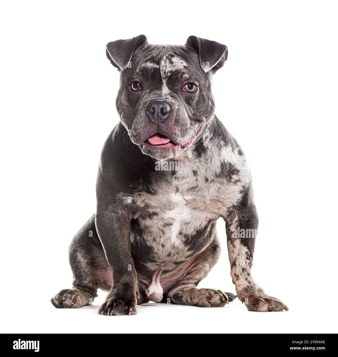 Merle American Bully sitting in front, panting and looking at the ...