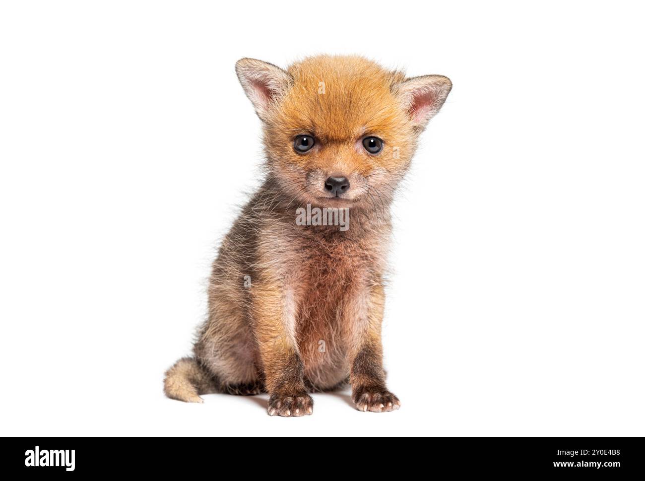 Sitting five weeks old Red fox cub looking at the camera, isolated on ...