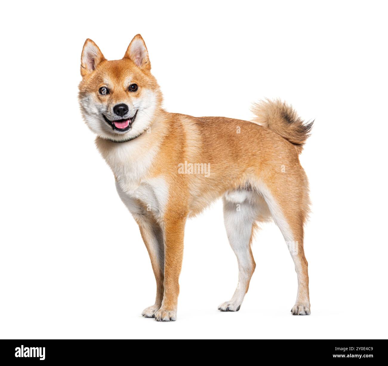 side view of a standing Crossbreed dog, crossed with a shiba inu dog ...