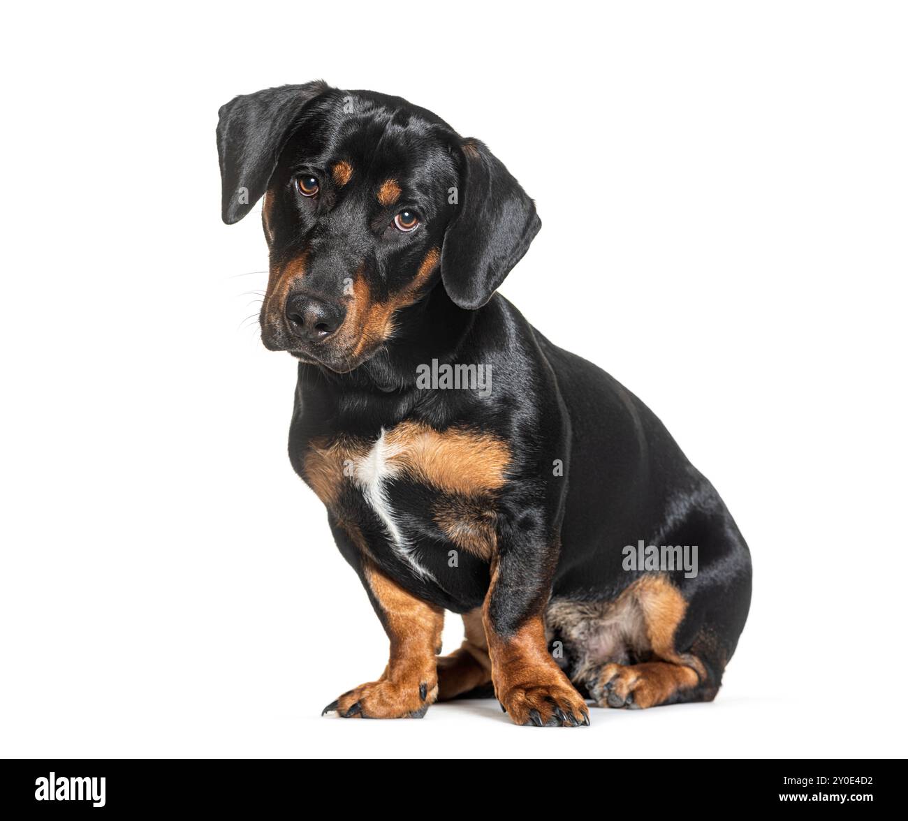 Sitting Crossbreed dog, Rotweiler crossed with Dachshund, looking at ...