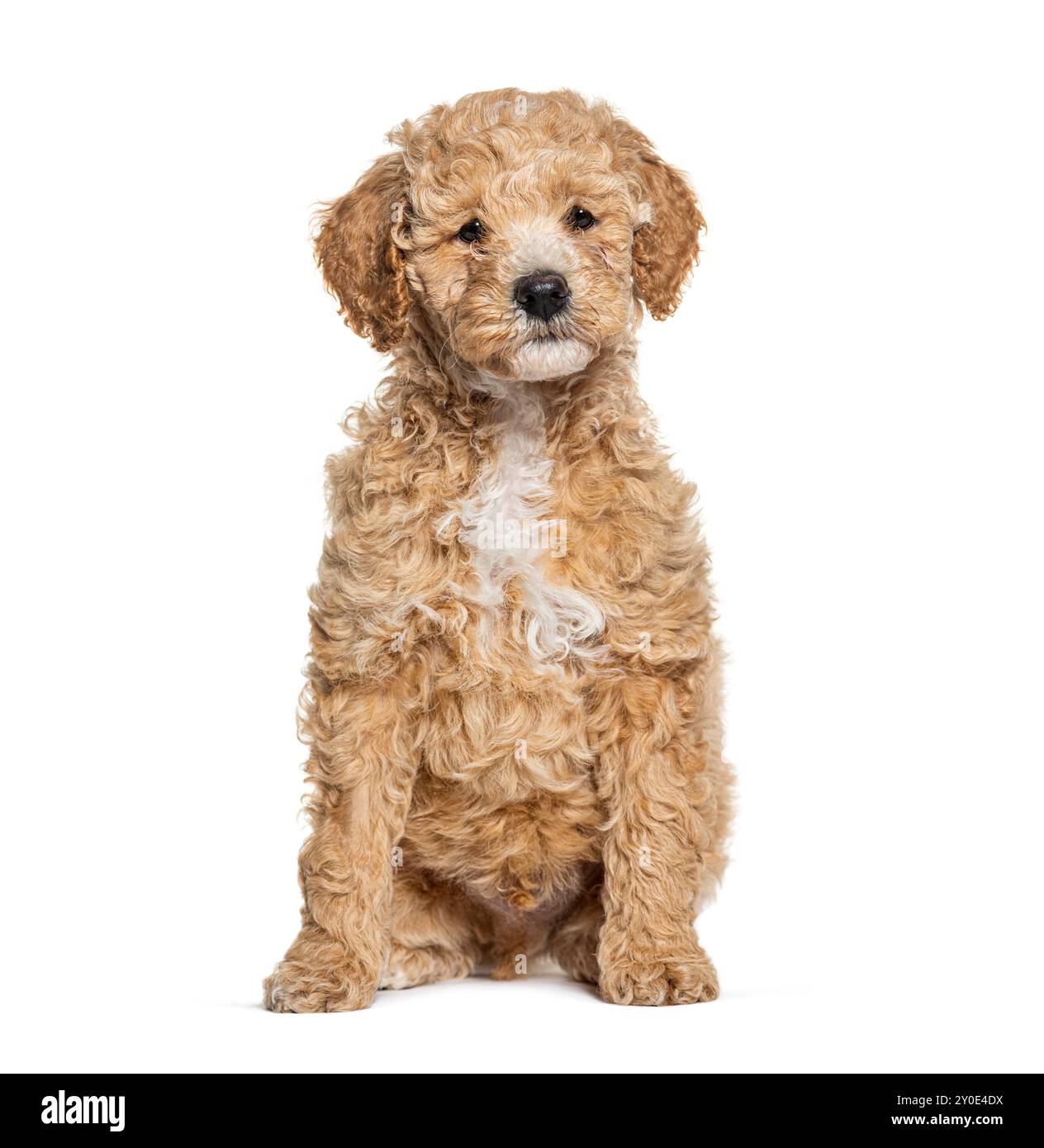 Labradoodle dog, crossbreed Poodle with labrador, looking at the camera ...