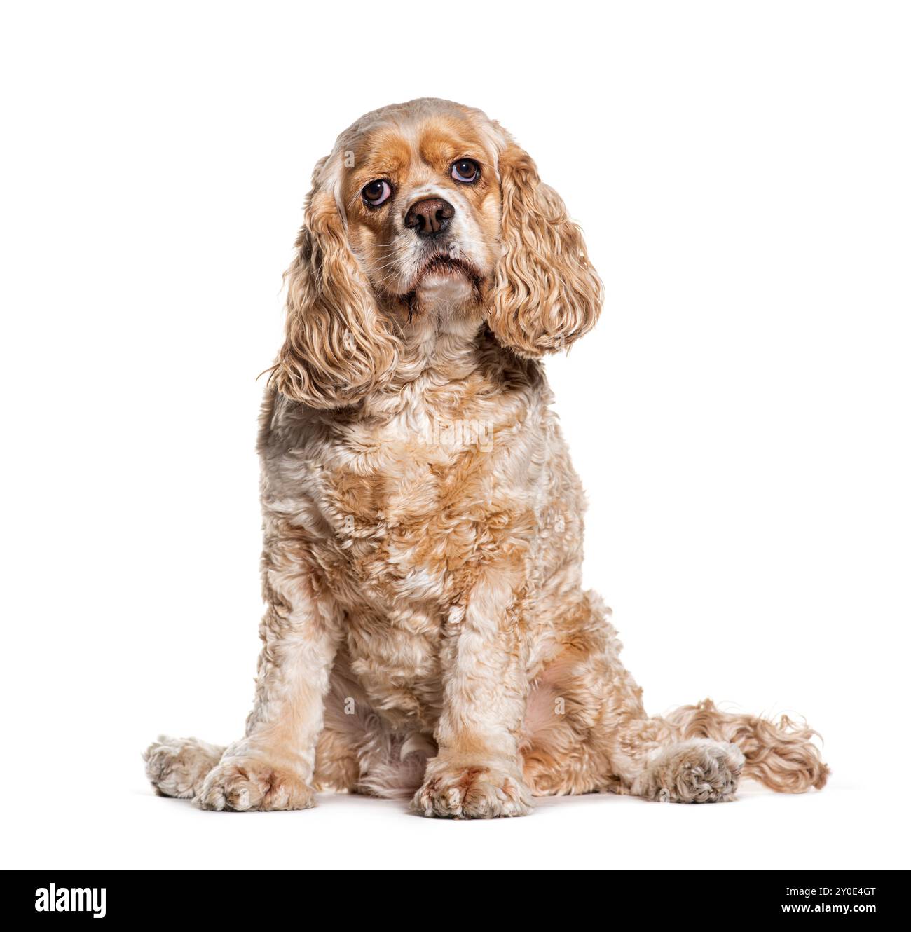 Sitting Cocker spaniel looking up, isolated on white Stock Photo - Alamy