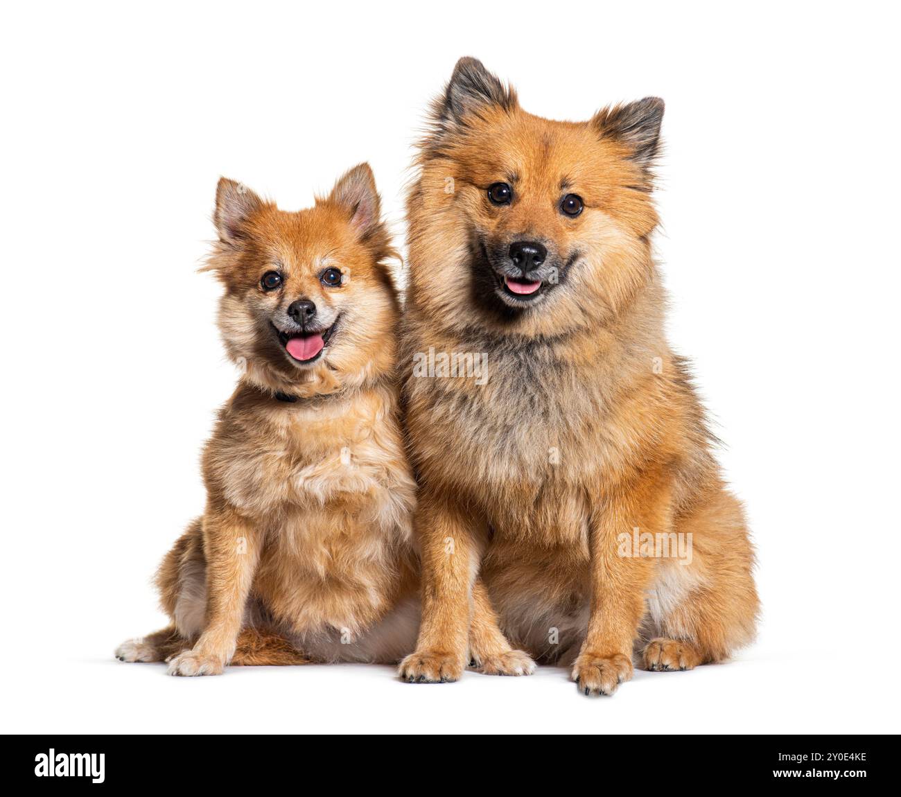 crossbreed dogs sitting, isolated on white Stock Photo - Alamy