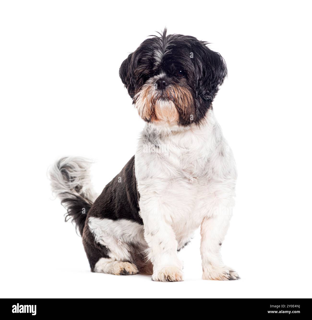 Side view of a black and white Shih Tzu looking away Stock Photo - Alamy