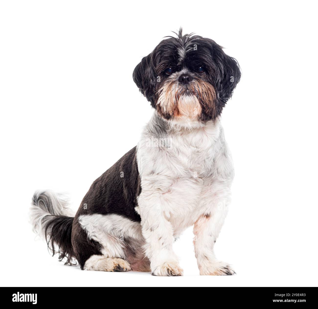 Side view of a black and white Shih Tzu looking away Stock Photo - Alamy