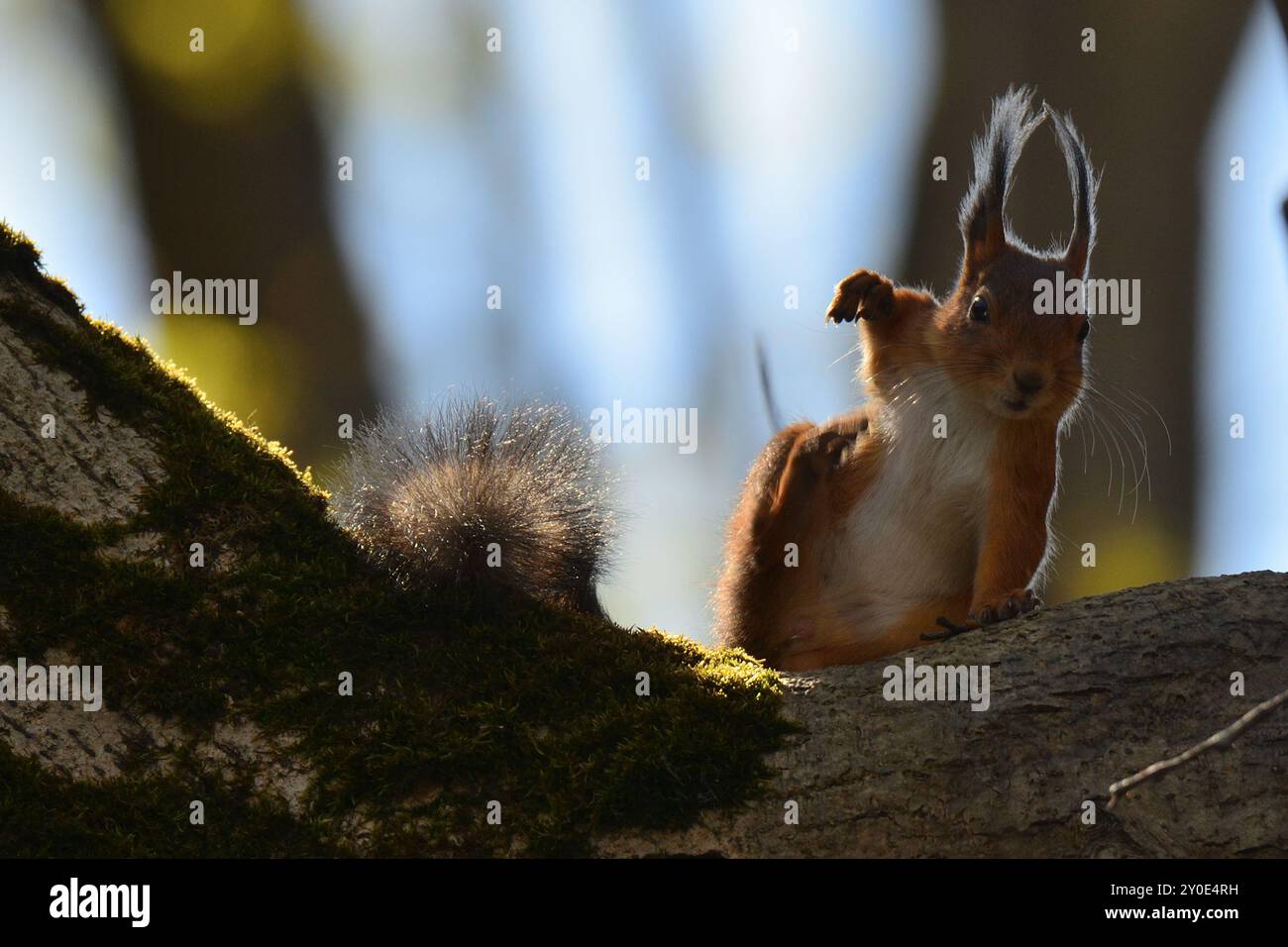Backlit squirrel scratching itself Stock Photo - Alamy