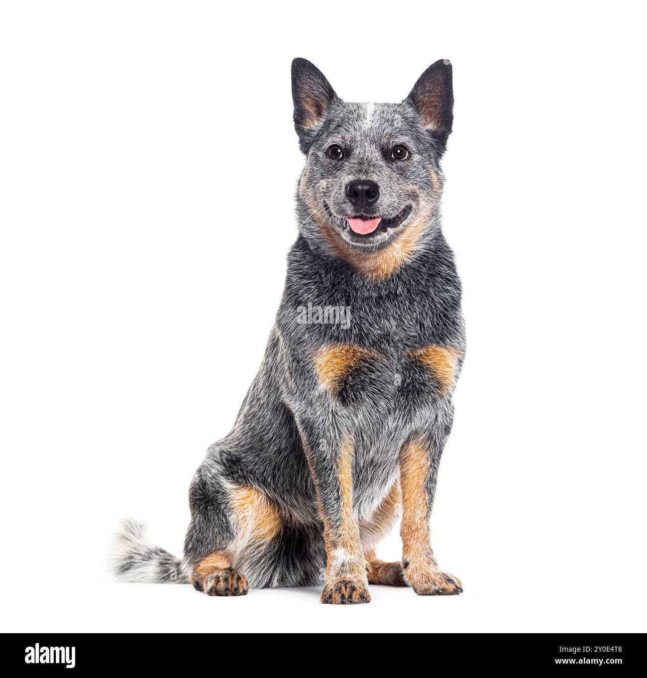 Panting Australian Cattle Dog sitting, isolated on white Stock Photo ...