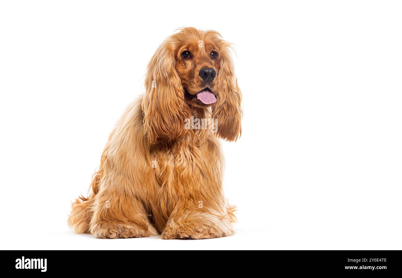 Red cocker spaniel sitting hi-res stock photography and images - Alamy