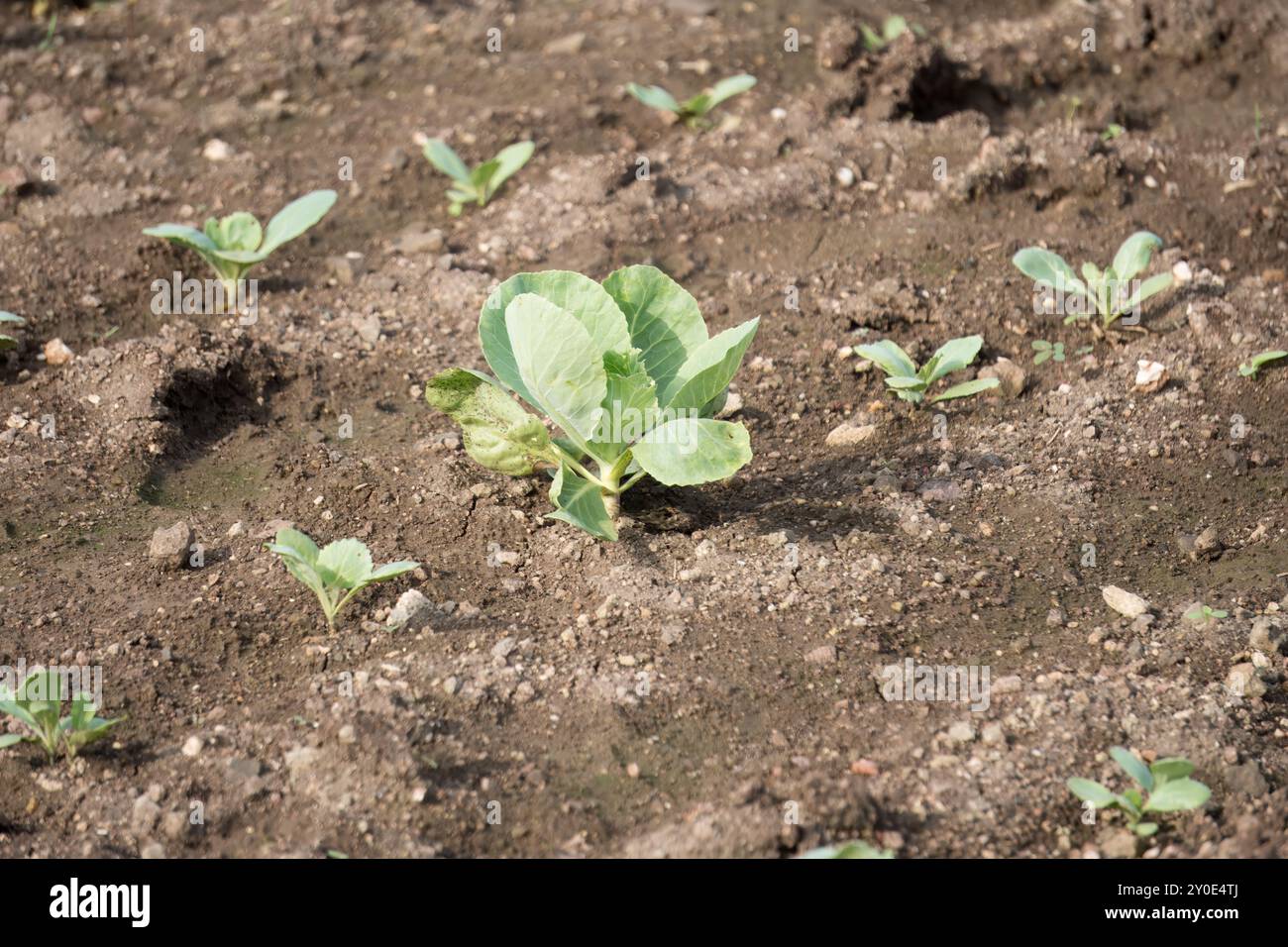 Young Cabbage Plant Thriving in Fertile Farm Soil Stock Photo - Alamy