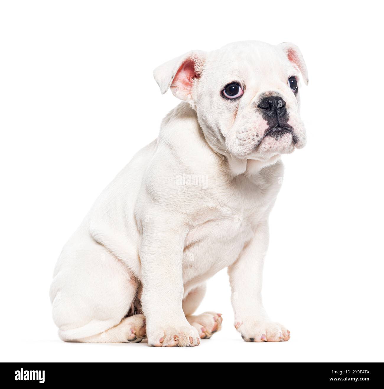White English bulldog Puppy Sitting looking away, ten weeks old ...