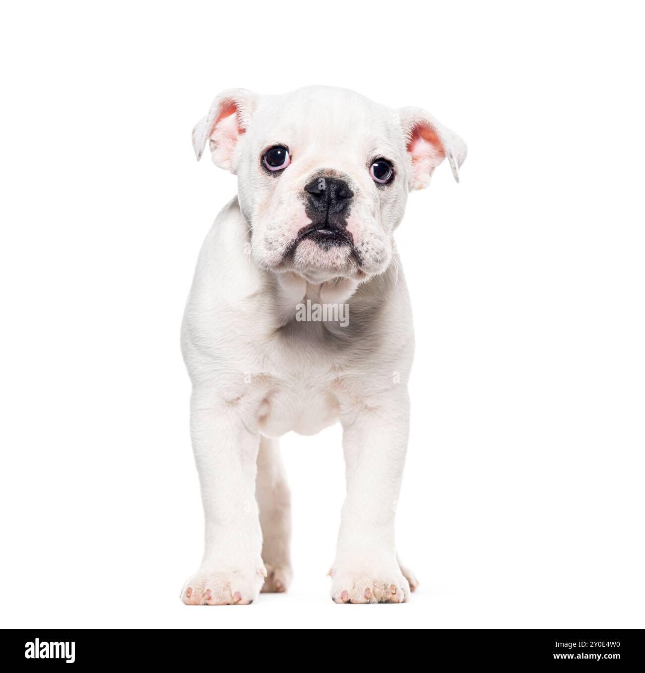 Standing White English bulldog Puppy looking away, ten weeks old ...