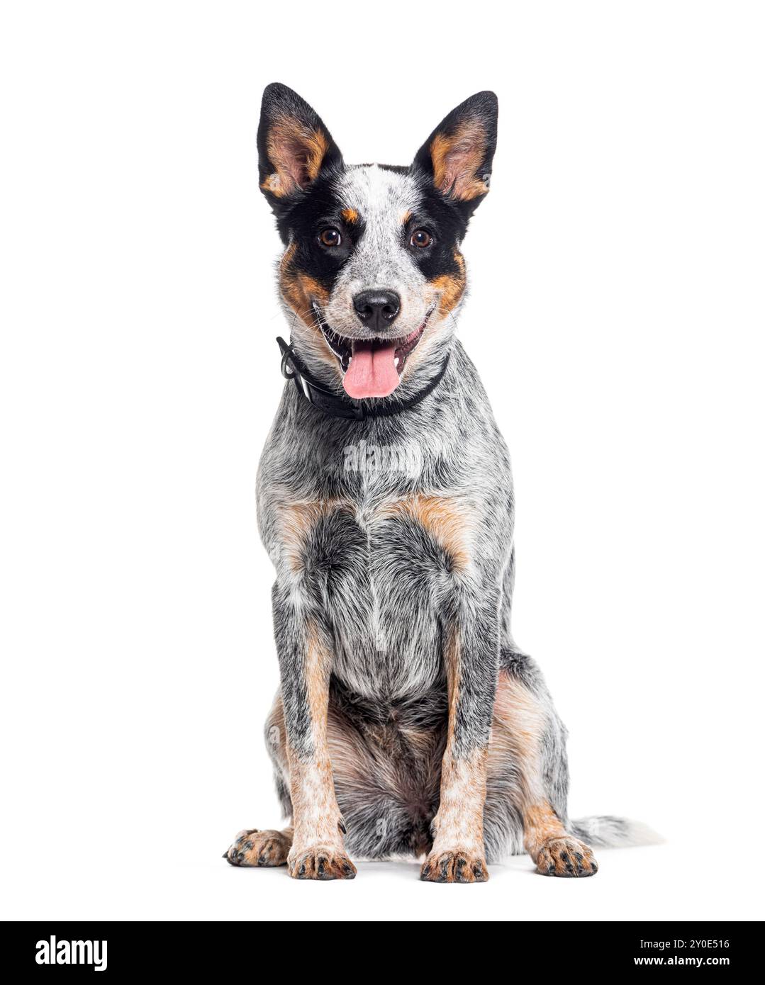 Australian cattle dog sitting hi-res stock photography and images - Alamy