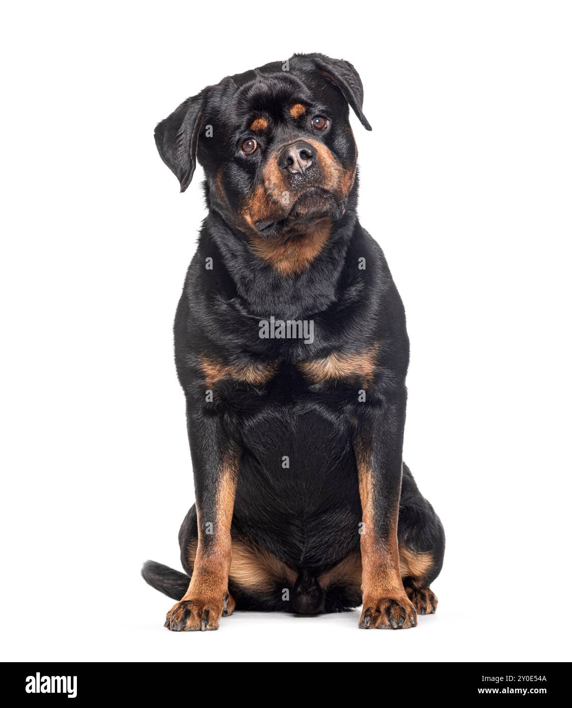 Boxer Rottweiler Kruising