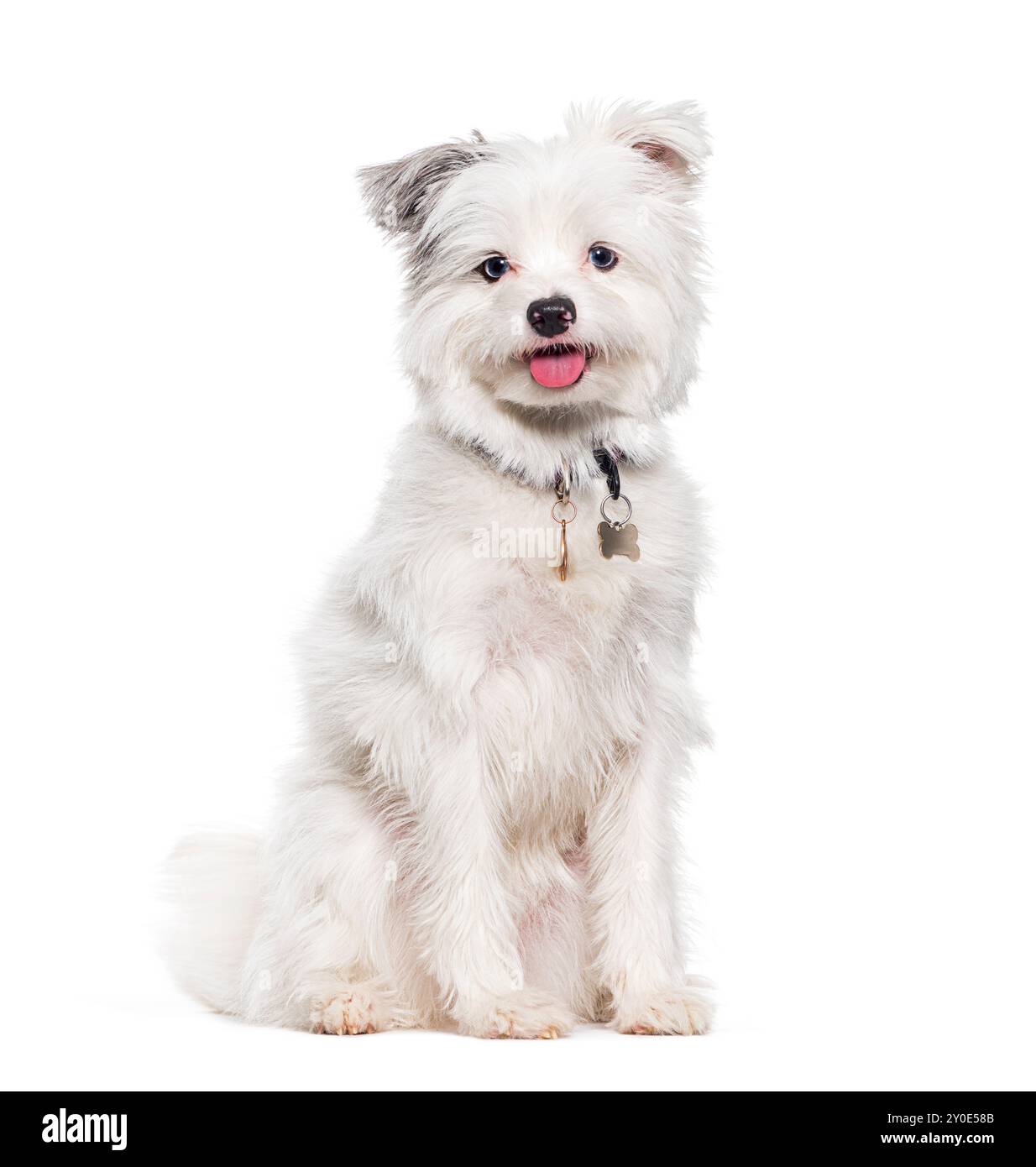 Yorkie Pomeranian Crossbreed dog, Yorkshire crossed with a pomeranian ...
