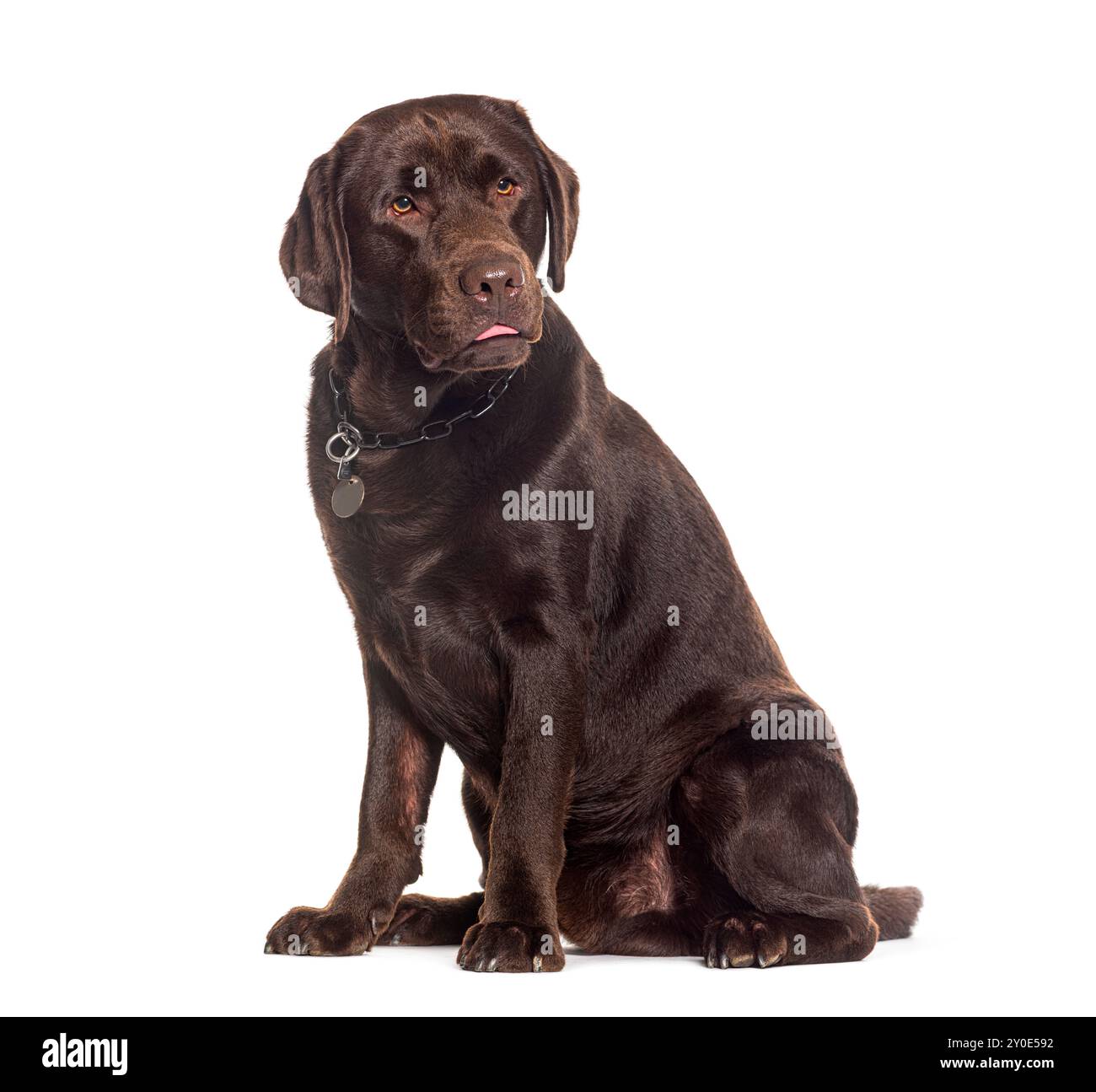 Sitting Chocolate labrador wearing a dog collar, isolated on white ...