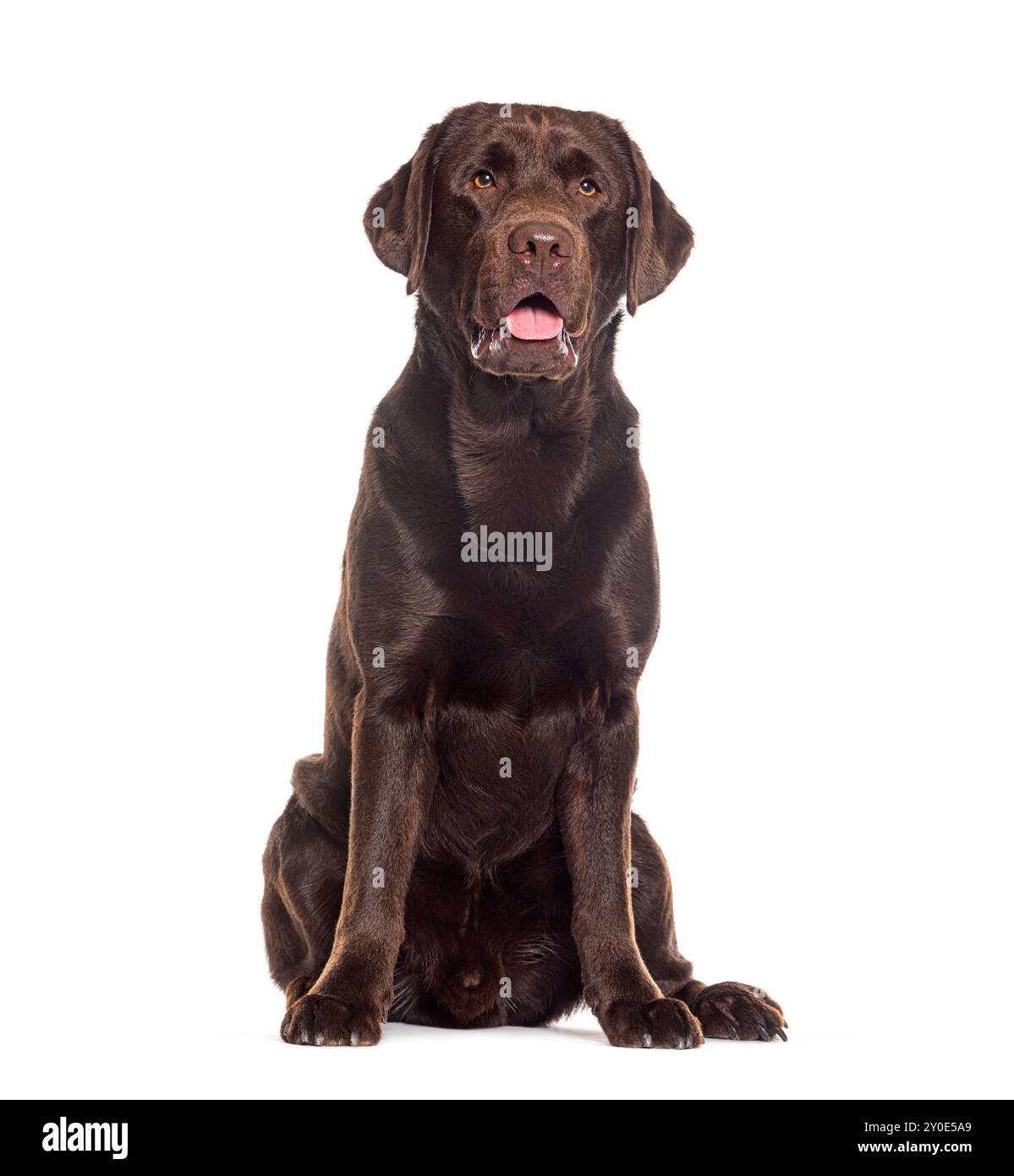Sitting and Panting Chocolate labrador looking away, isolated on white ...