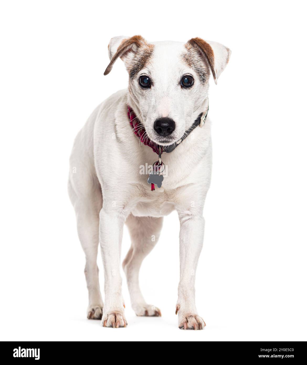 Old mongrel dog hi-res stock photography and images - Alamy