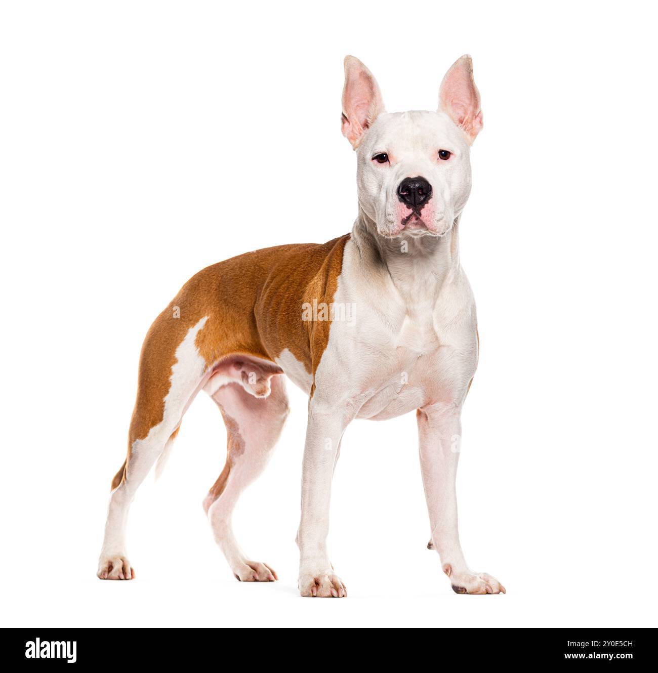 Staffordshire terrier mongrel Cut Out Stock Images & Pictures - Alamy