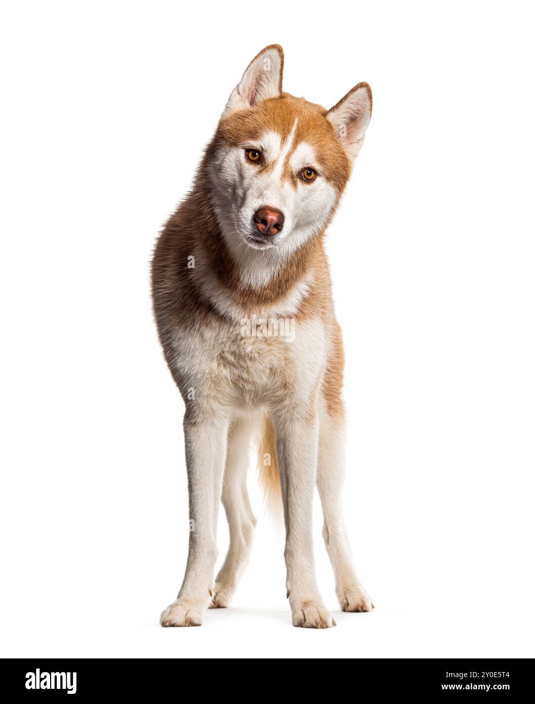 Orange copper siberian husky standing and looking at the camera ...