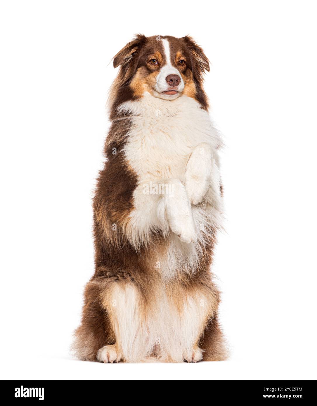red tricolor Australian shepherd begging on hind its legs, isolated on ...