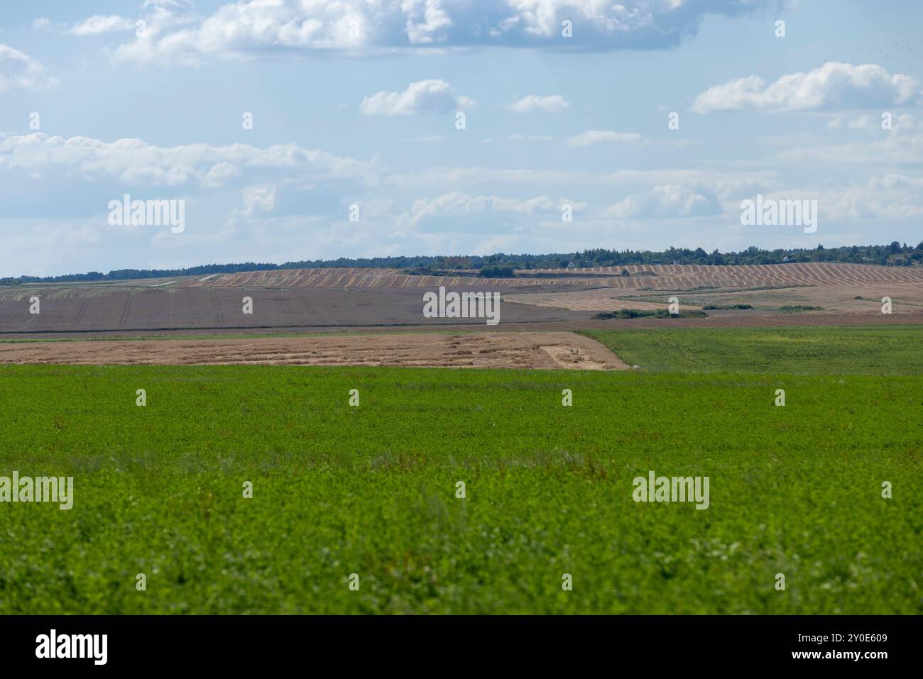Green grass growing in the field in the summer, agricultural fields in ...