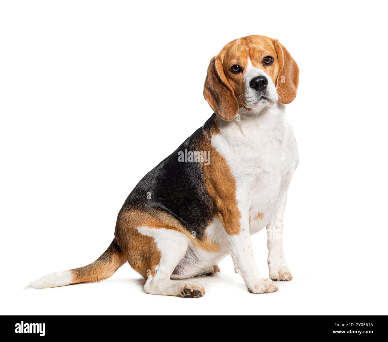 Side view of a sitting Beagle, isolated on white Stock Photo - Alamy