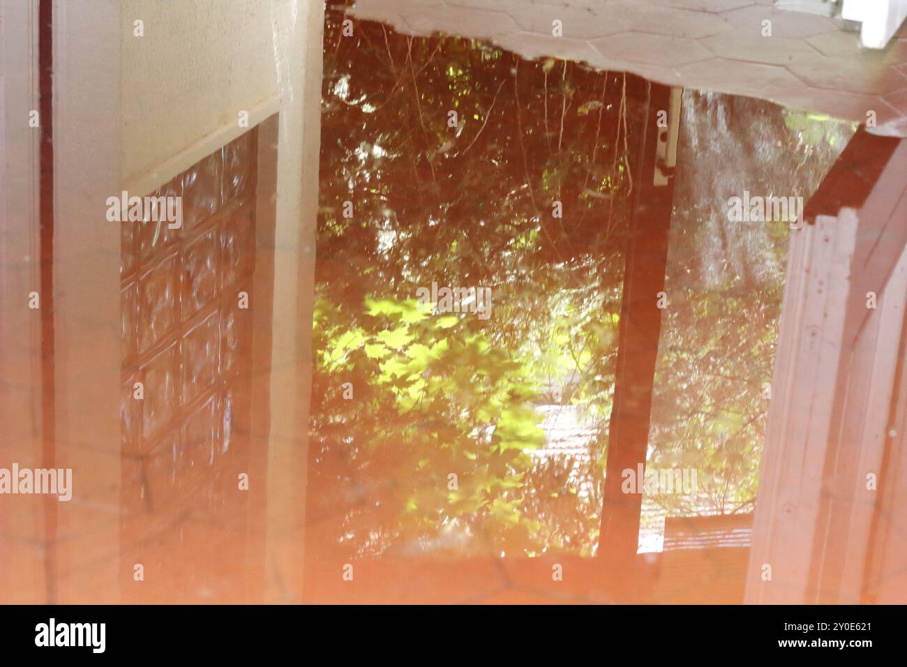 An abstract shot capturing the soft reflection of lush greenery in a ...