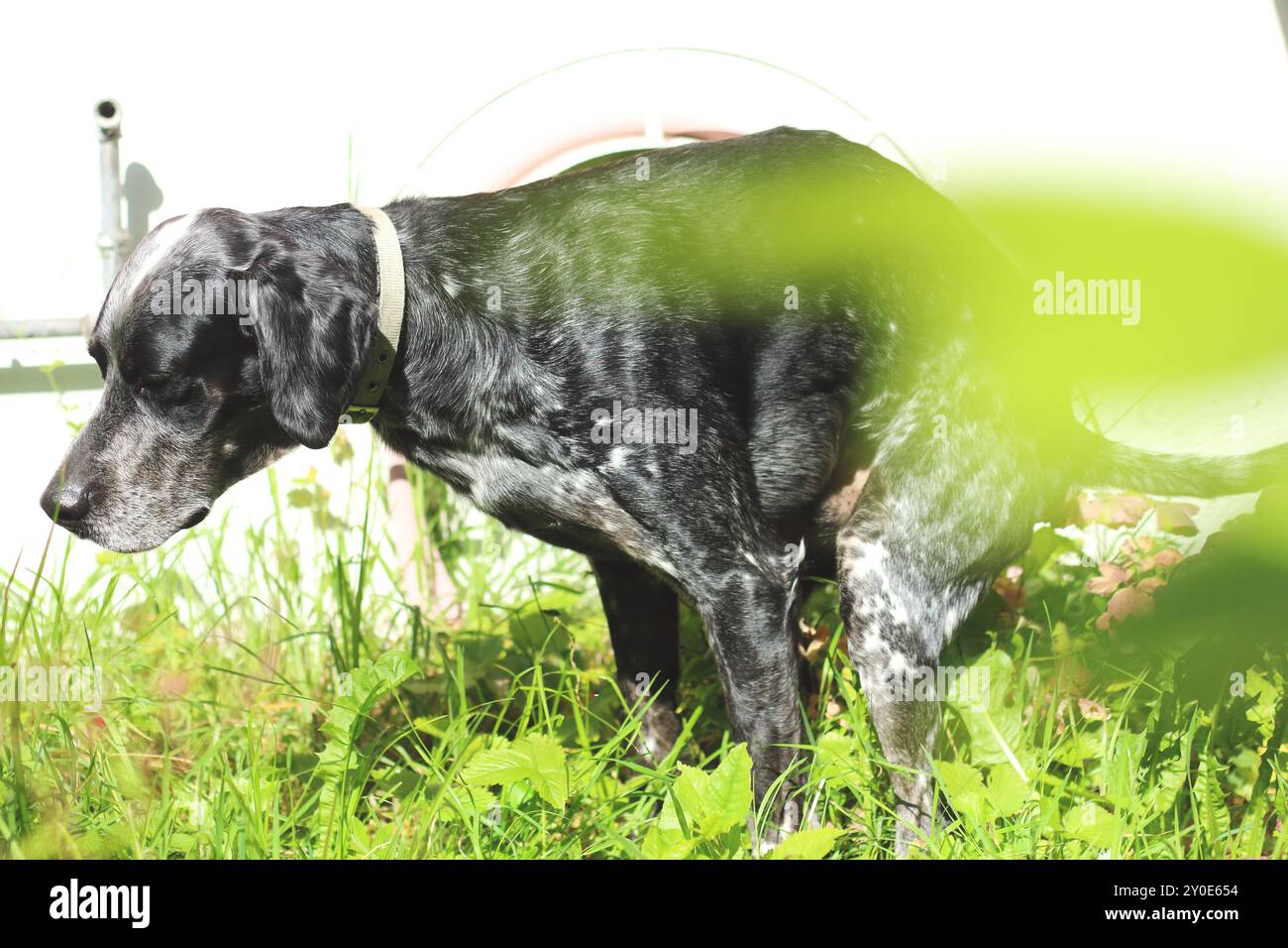 A black and white dog is captured in a garden, caught in the act of ...