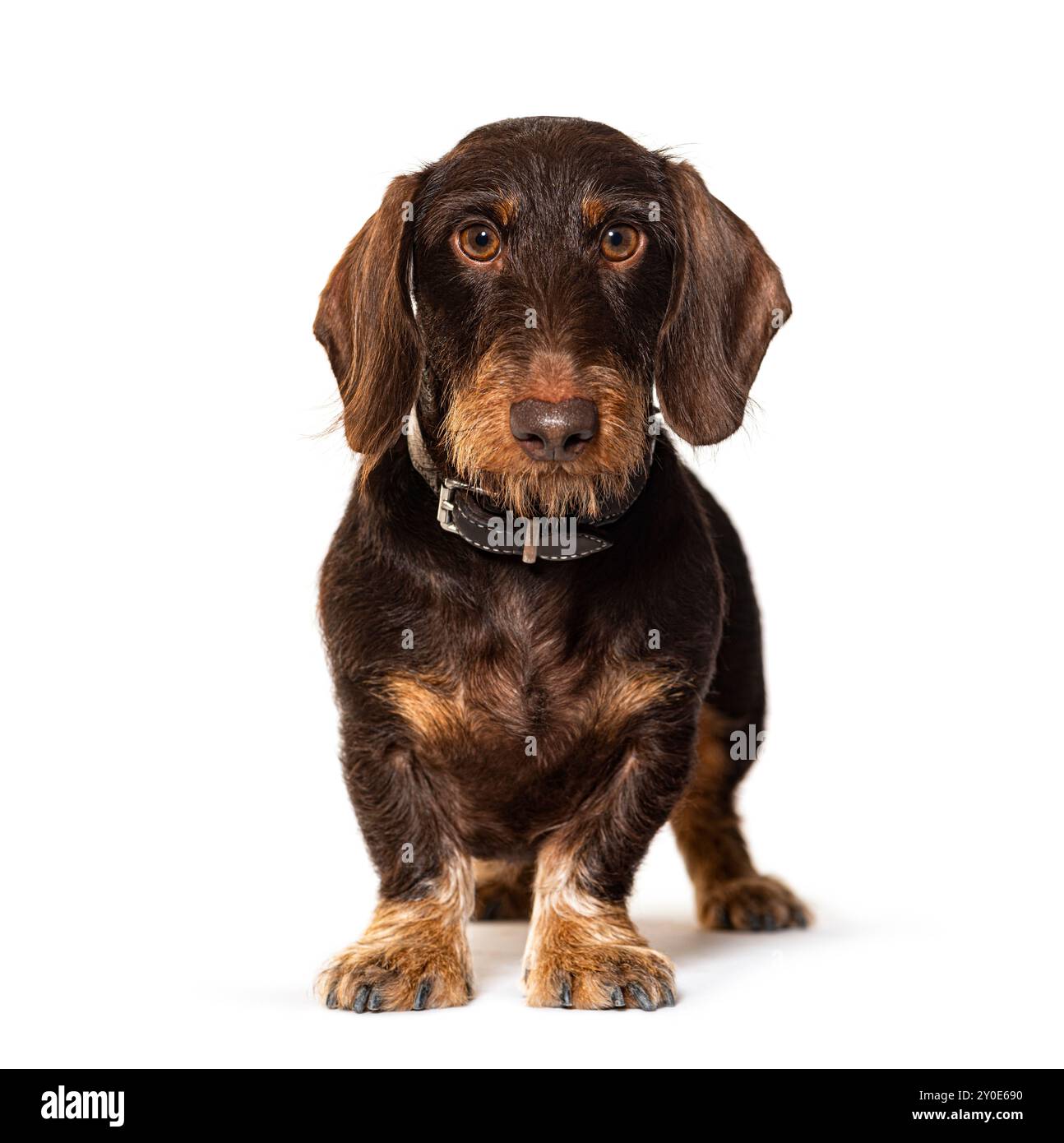 Brown Dachshund facing at the camera, isolated on white Stock Photo - Alamy