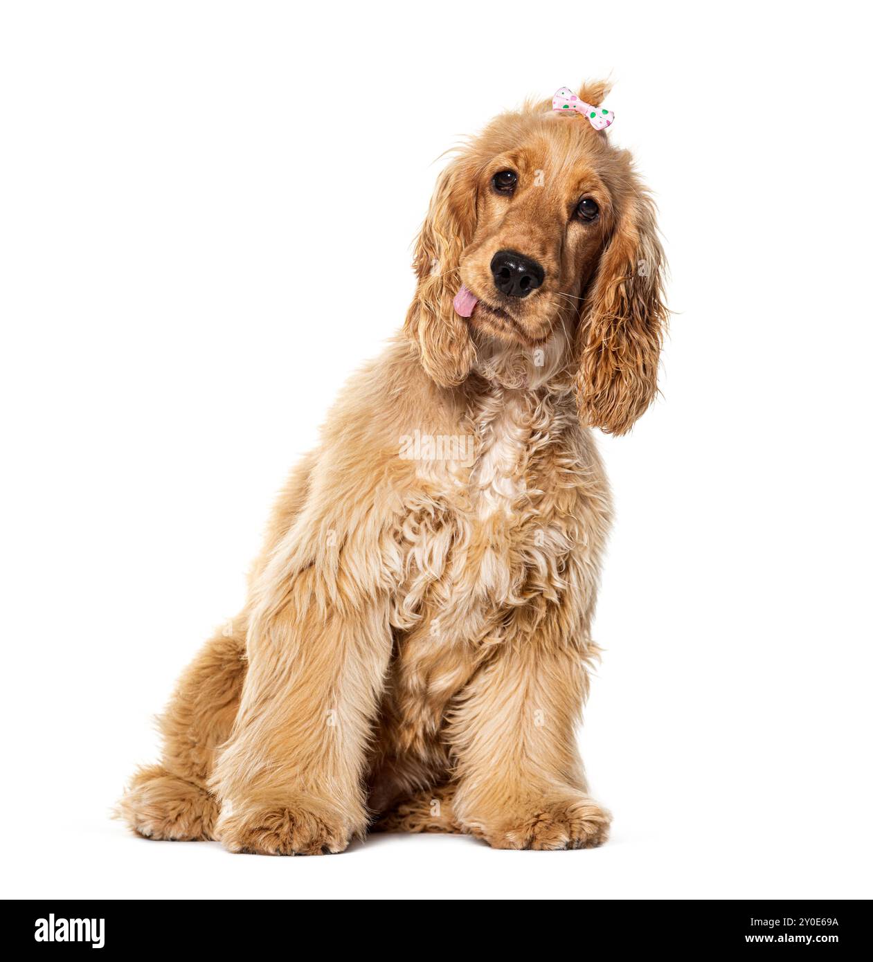 Sitting English cocker spaniel looking at the camera, isolated on white ...