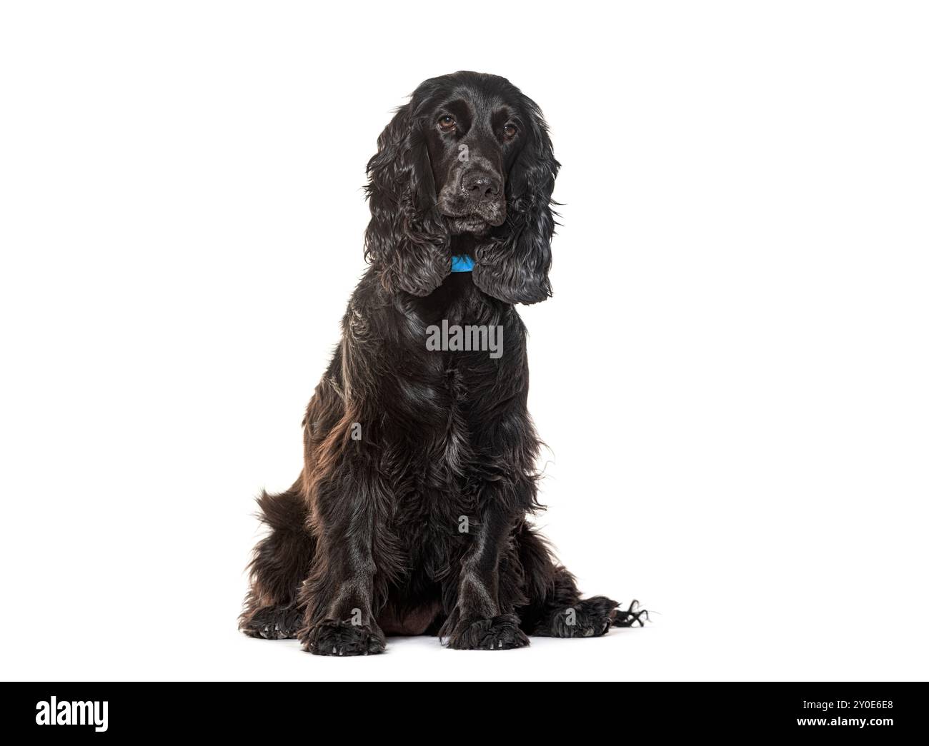Black Cocker spanial wearing a collar, isolated on white Stock Photo ...