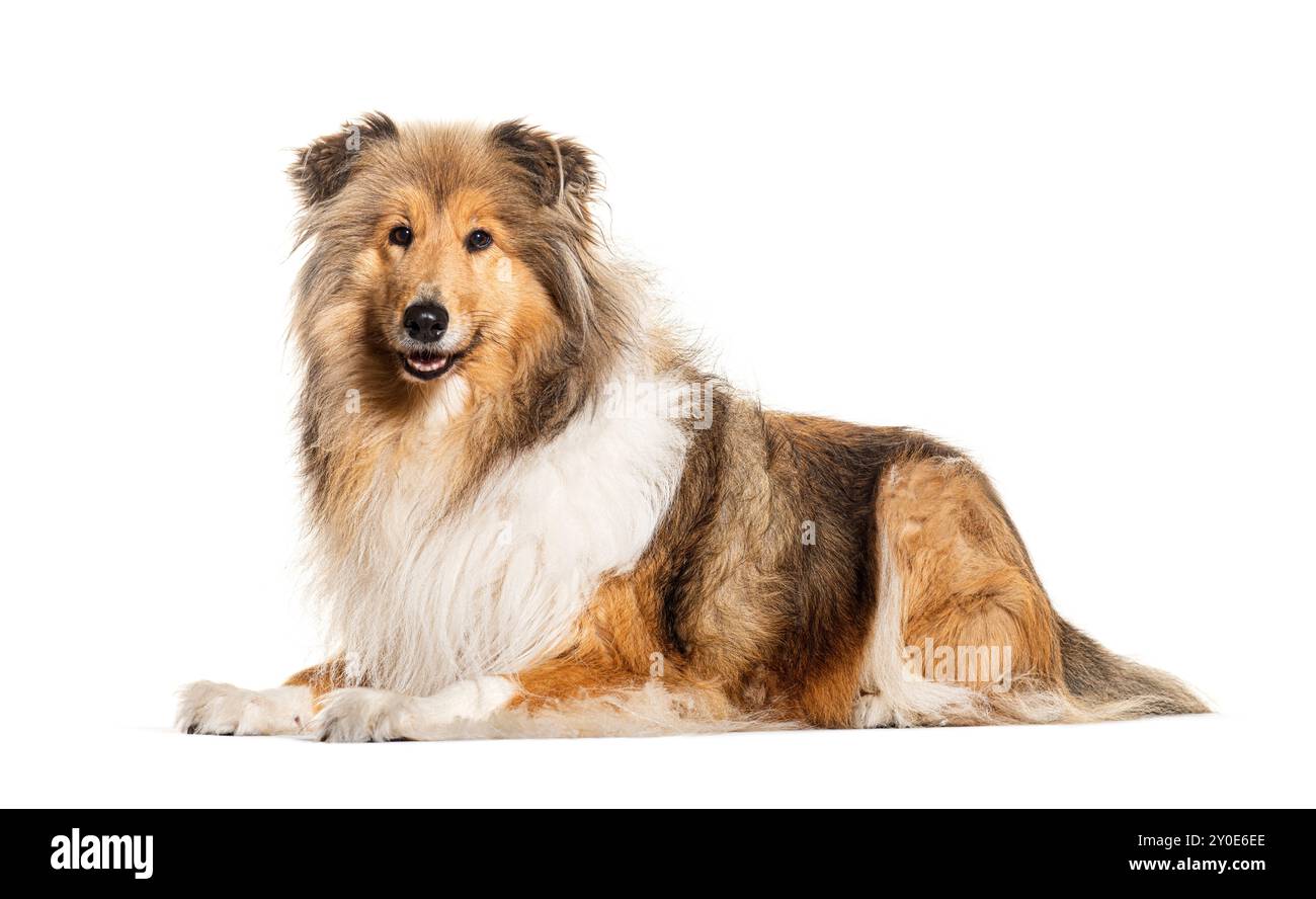 Side view of Rough Collie lying down, isolated on white Stock Photo - Alamy