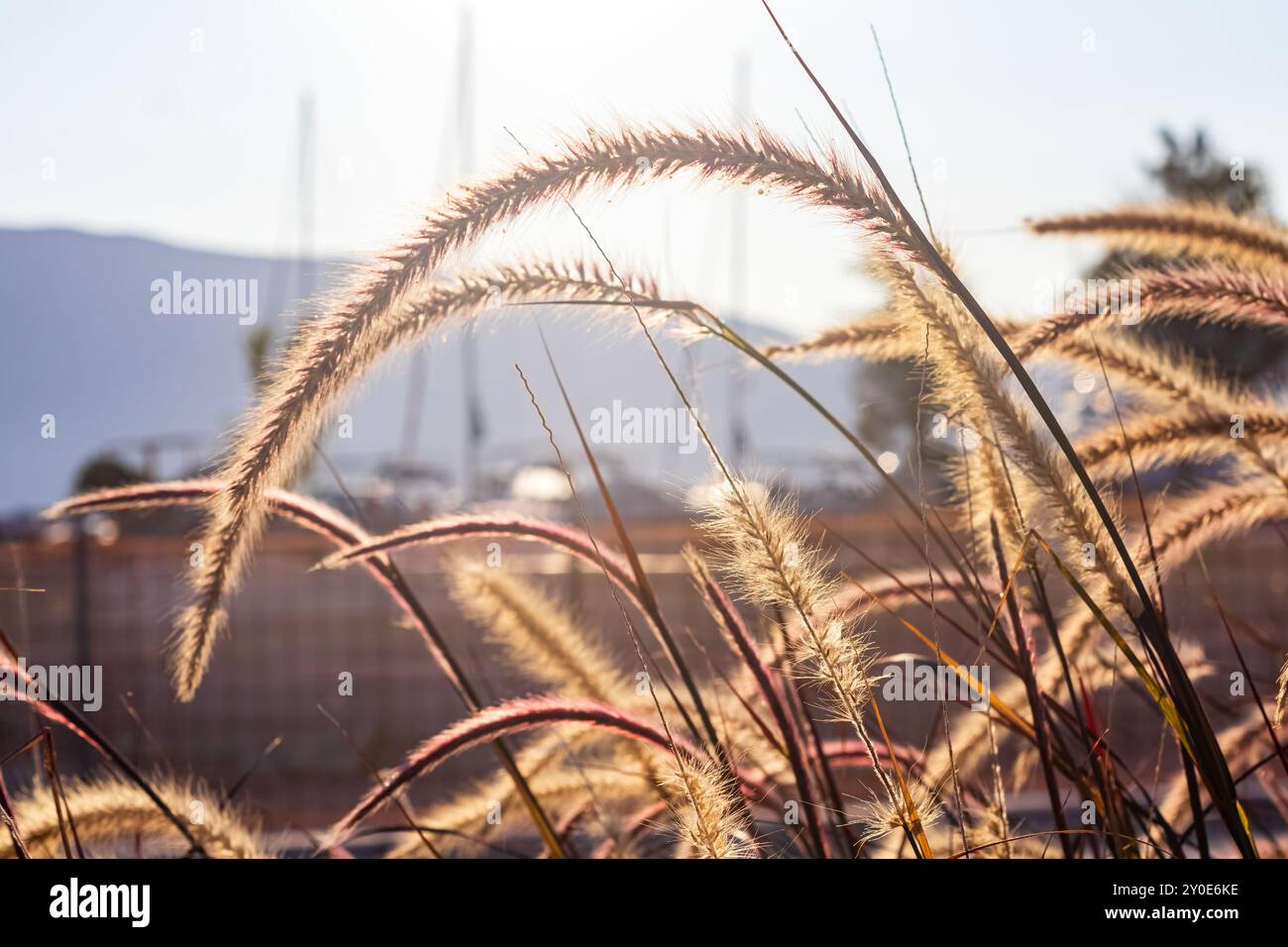 Golden grain blooms hi-res stock photography and images - Alamy