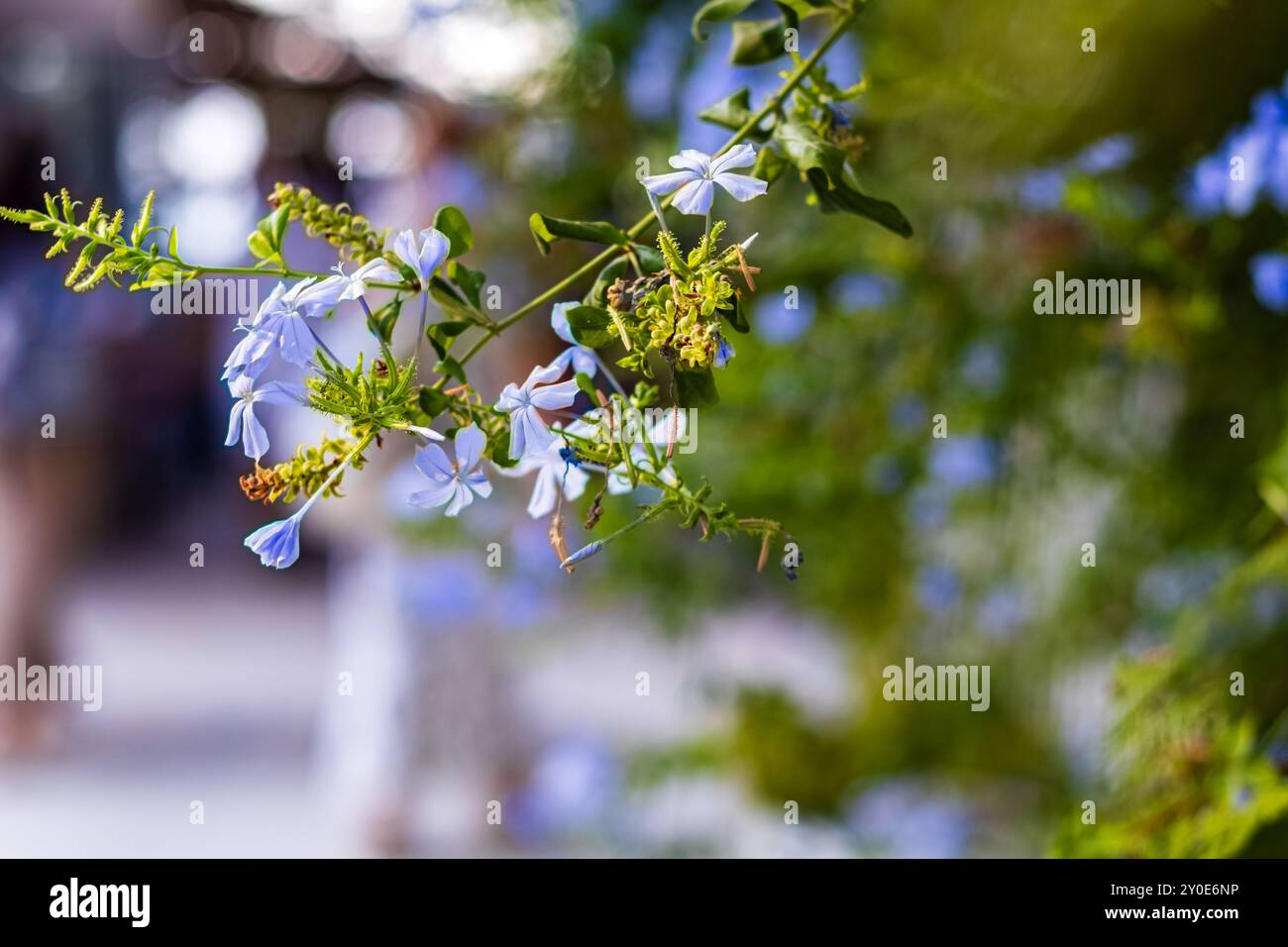 blue purple flower close up Stock Photo - Alamy