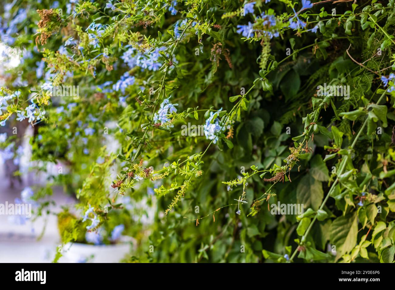 lush plants scenery Stock Photo - Alamy