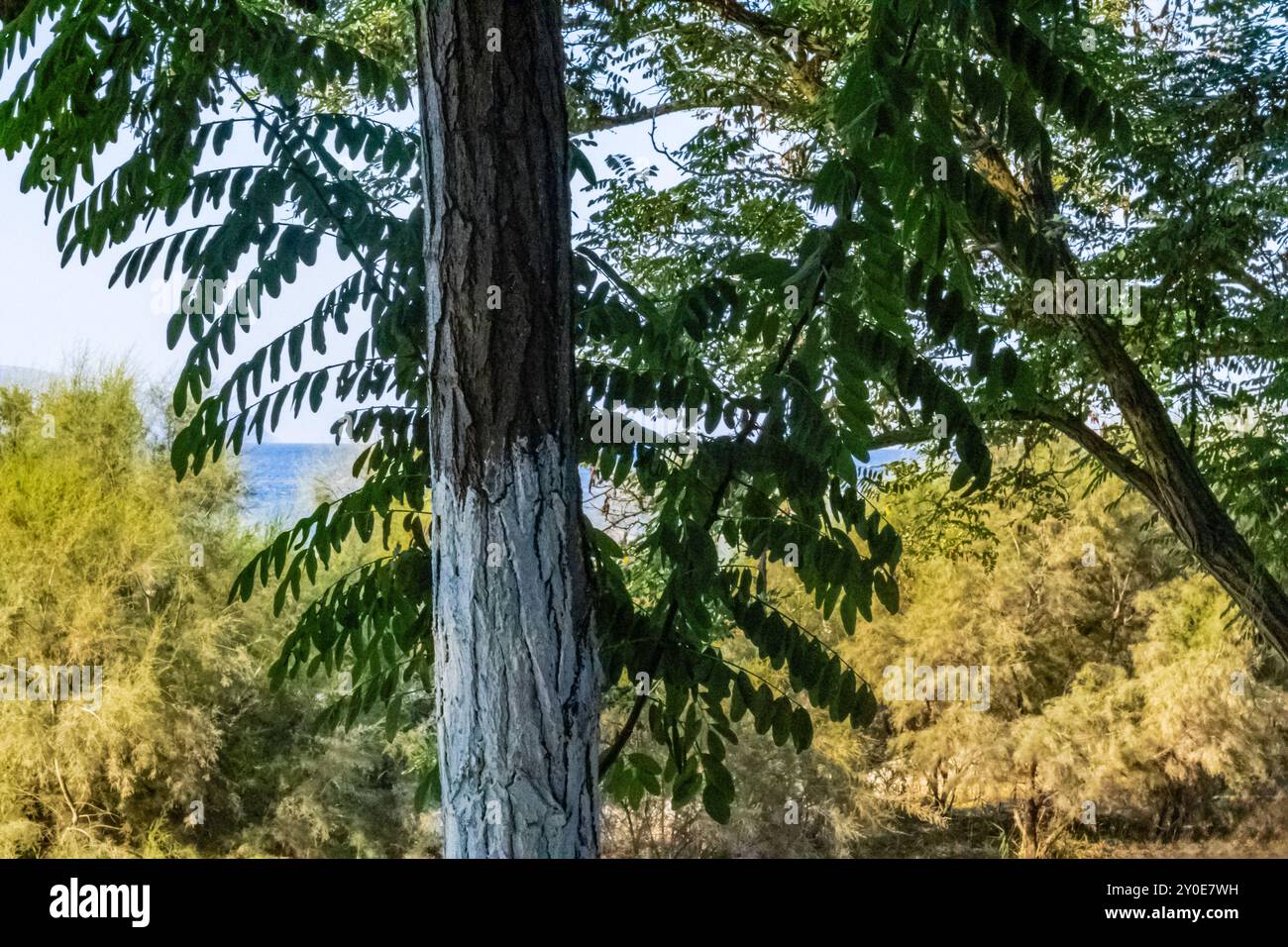 Serene acacia hi-res stock photography and images - Alamy